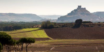 Wein von Alión - Ribera del Duero - online Kaufen.