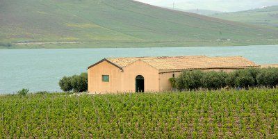 Wein von Planeta Menfi Grillo Terebinto - Menfi DOC - online Kaufen.