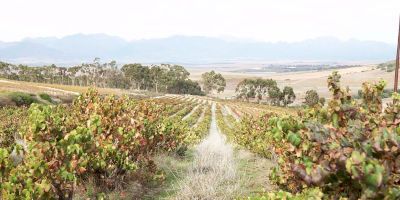 Vino de Badenhorst Family Wines · Vinissimus