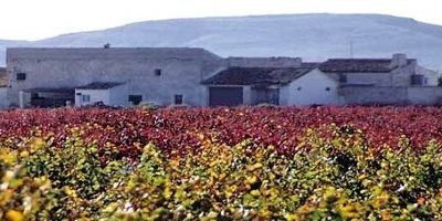 Vino de Bodegas Castaño · Vinissimus