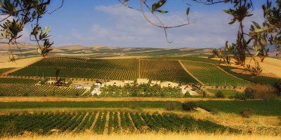 Donnafugata Grappa di Ben Ryé (0,5 L) · Acquista a 32,50 € su Italvinus