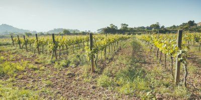 Wine from Bodega Escoda Sanahuja · Vinissimus