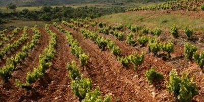 Wine from Bodegas Estefanía · Vinissimus
