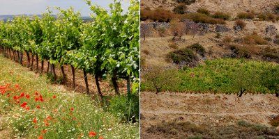 Weine von Emilio Valerio - Laderas de Montejurra online Kaufen ...