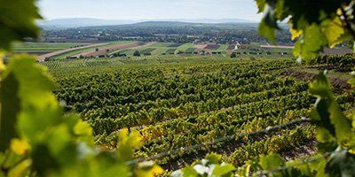 Wine from Weingut Hiedler · Vinissimus