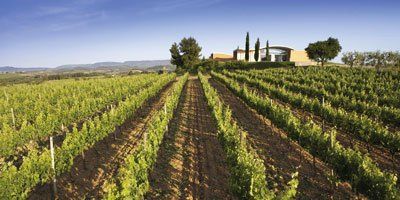 Wine from Jean Leon · Vinissimus