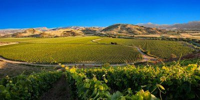 Wine from Librandi · Vinissimus