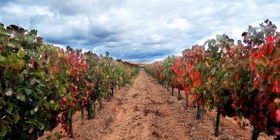 Wine from Loess · Vinissimus