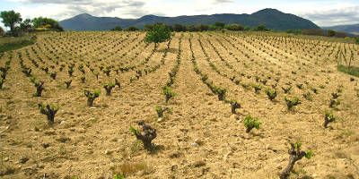 Wine from Bodega Marañones · Vinissimus