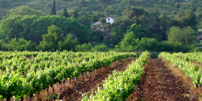 Cava de Montau de Sadurní · Vinissimus