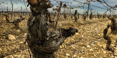 Wine from Bodegas Muriel · Vinissimus