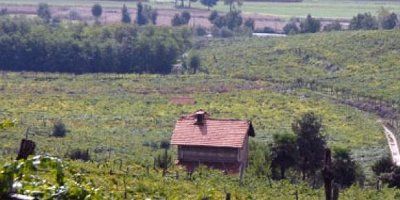 Wine from Orsolani · Vinissimus