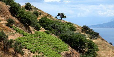 Wine from Palari · Vinissimus