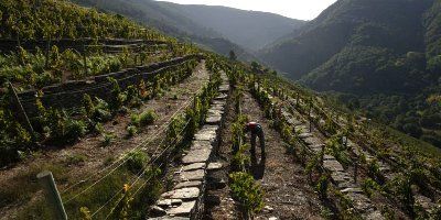 Vino de Adega Ponte da Boga · Vinissimus