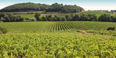 Wine from Bodegas Pinord · Vinissimus