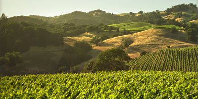 Weine von Vérité Winery online Kaufen | hispavinus.de