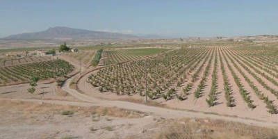 Vino de Casa Rojo · Vinissimus