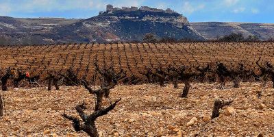 Vino de Rippa Dorii · Vinissimus