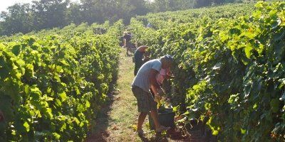 Wine from Saracco · Vinissimus