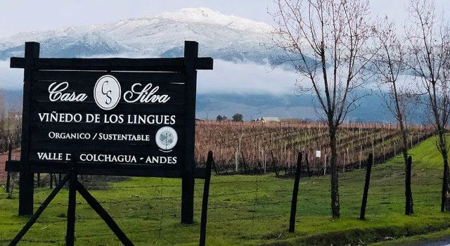 Vino de Casa Silva · Vinissimus