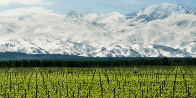 Wine from Terrazas de los Andes · Vinissimus
