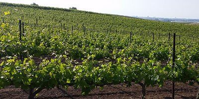 Wine from Teperberg Winery · Vinissimus