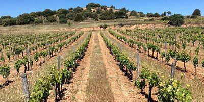 Vino de Finca Torremilanos · Vinissimus