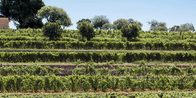 Wine from Domaines Ott · Vinissimus