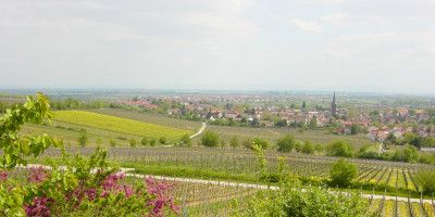 Wine from Weingut Kimich · Vinissimus