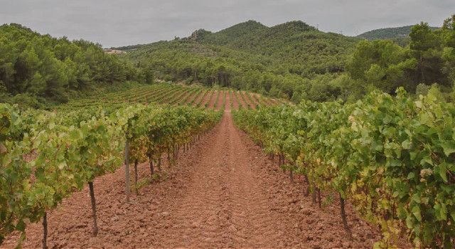 Cava de Vallformosa · Vinissimus