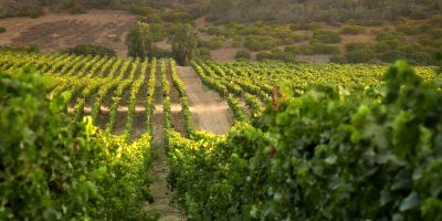 Wine from Veramonte · Vinissimus