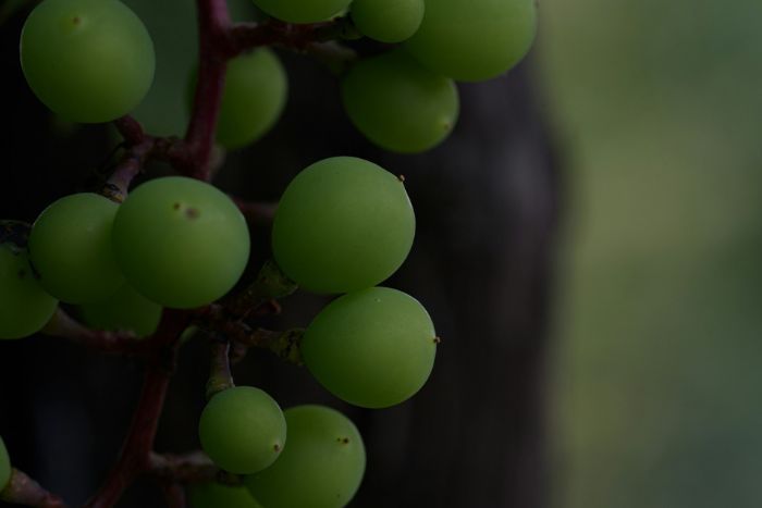 What is Verdejo | Vinissimus