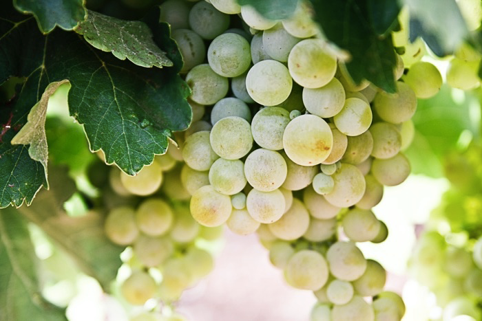 What is Albariño? | Vinissimus