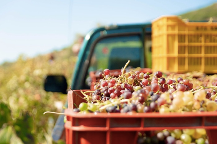 Winemaking Process in Spain | Vinissimus