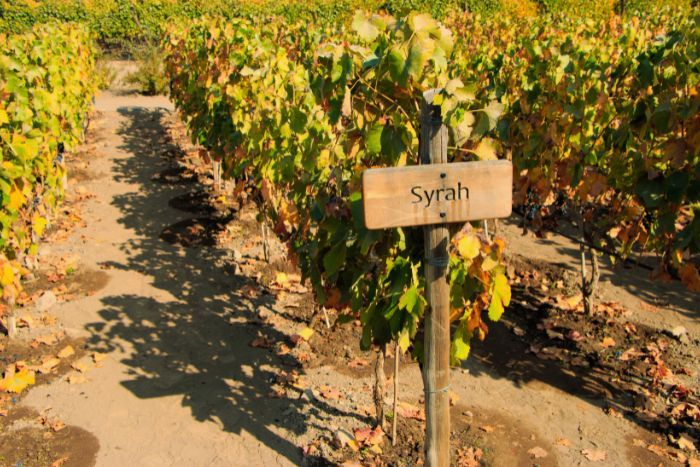 Essential Guide to Syrah/Shiraz | Vinissimus