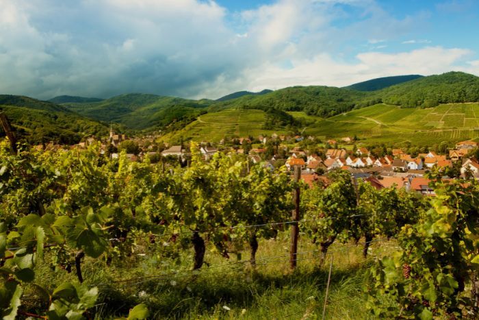 Alsace Wine Guide | Vinissimus