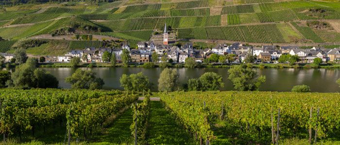 Riesling: todo lo que necesita saber sobre esta uva y sus vinos ...