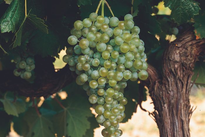 What is Verdejo | Vinissimus